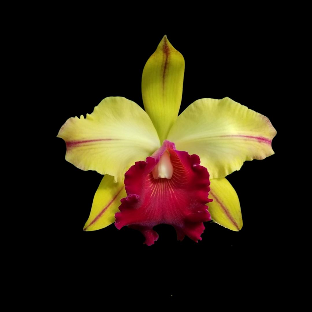 Cattleya Alliance: Cattleya Small World x Cattleya Toshie Aoki – La ...