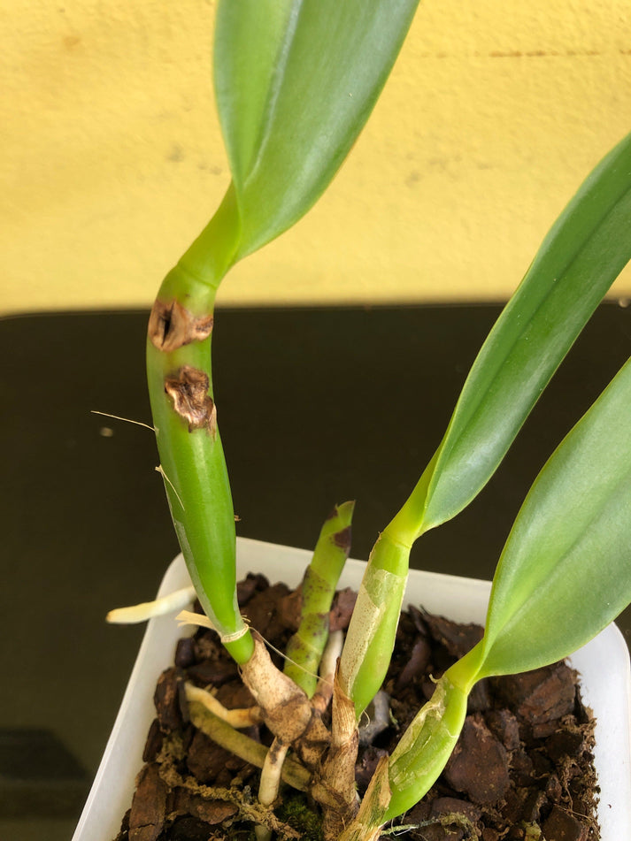 Cattleya Alliance: Cattleya Small World x Cattleya Toshie Aoki – La ...