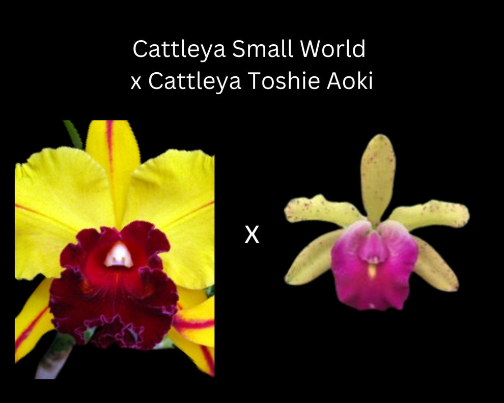 Cattleya Alliance: Cattleya Small World x Cattleya Toshie Aoki – La ...