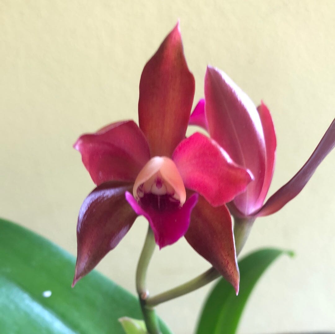Cattleya Chocolate Drop 'Kodama' – La Foresta Orchids