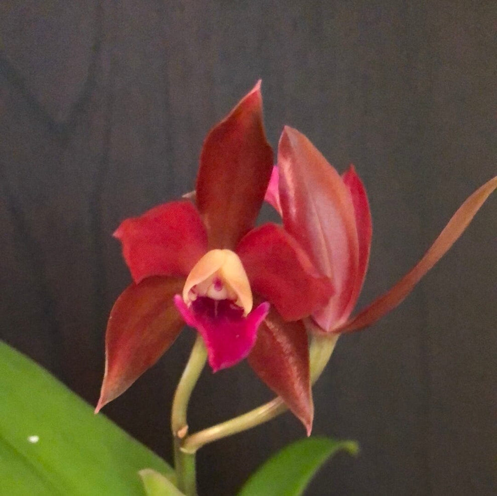 Cattleya Chocolate Drop 'Kodama' – La Foresta Orchids