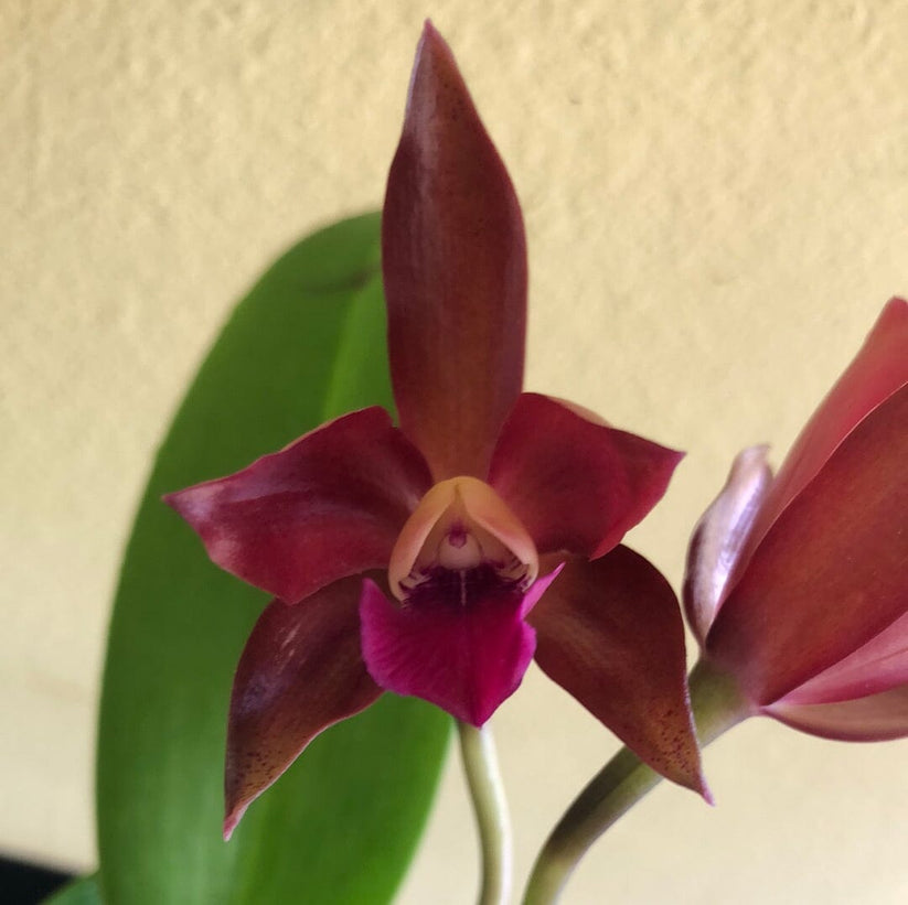 Cattleya Chocolate Drop 'Kodama' – La Foresta Orchids