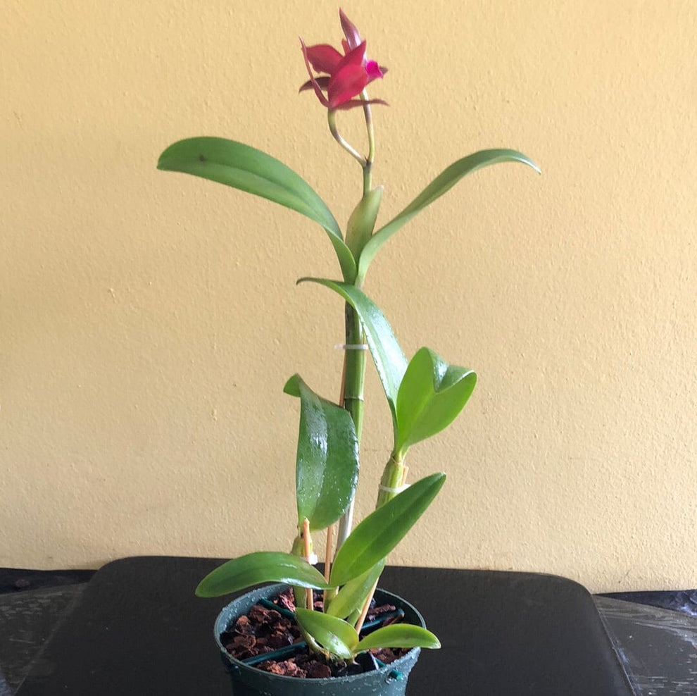 Cattleya Chocolate Drop 'Kodama' – La Foresta Orchids