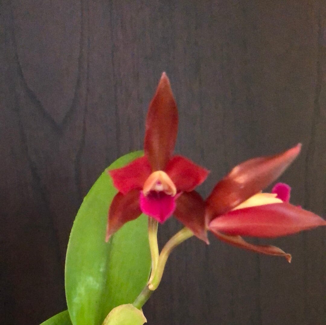 Cattleya Chocolate Drop 'Kodama' – La Foresta Orchids