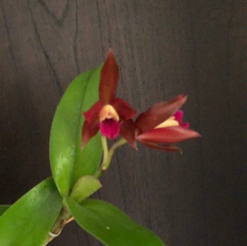 Cattleya Chocolate Drop 'Kodama' – La Foresta Orchids