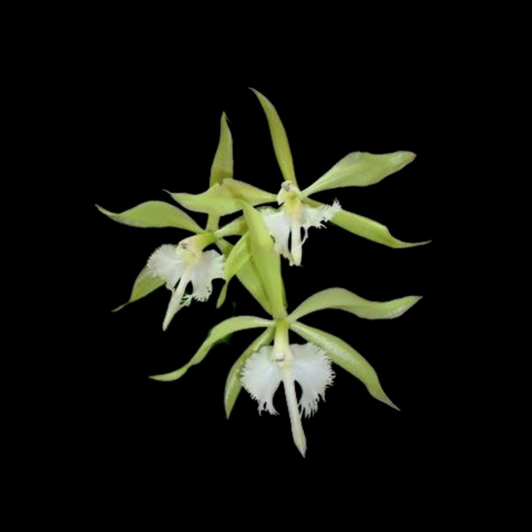 Rhyncholaelia digbyana x Epidendrum ciliare - Rhychodendrum Cabalgata ...