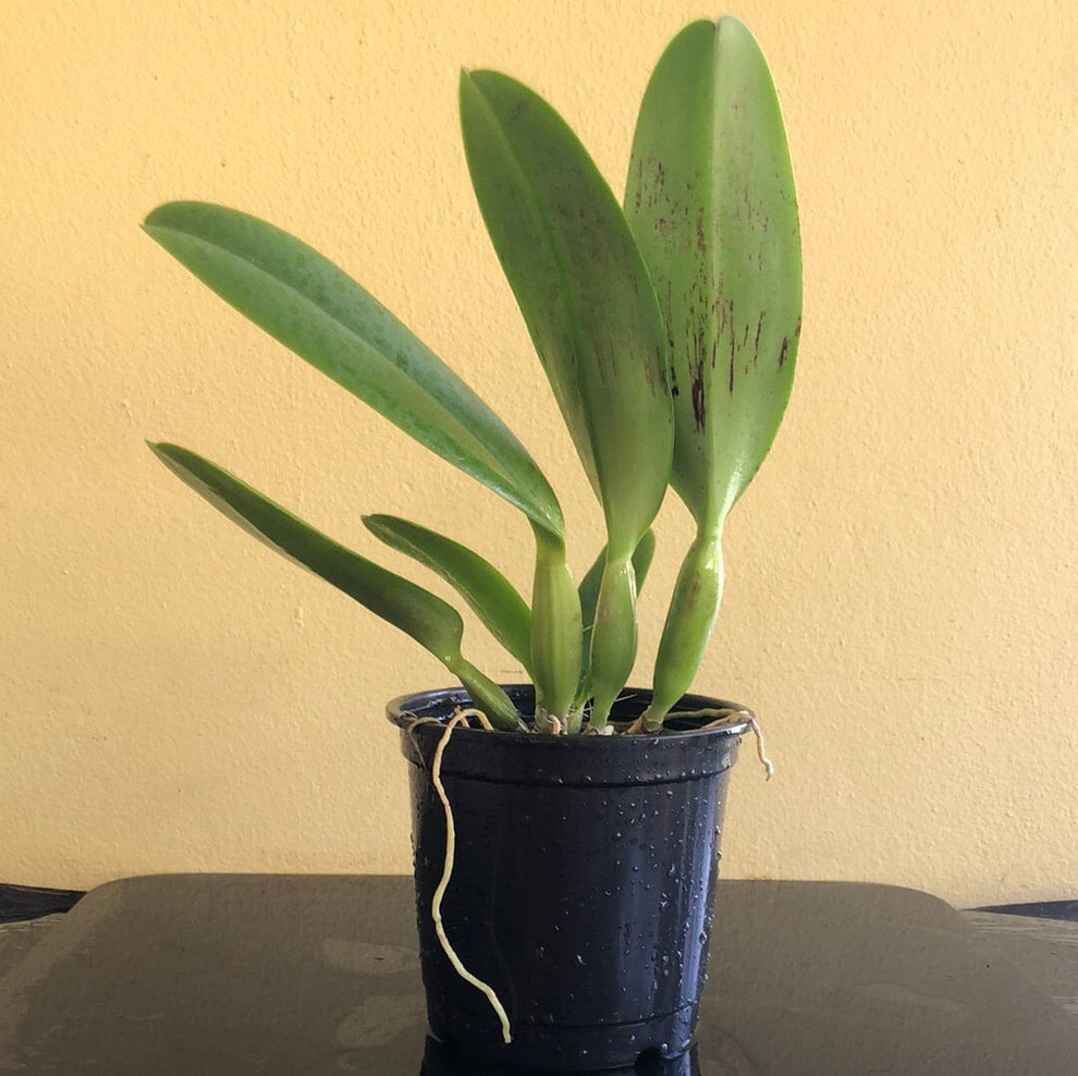 Cattleya Alliance - Lc. Taida Swan 'Polar Bear' – La Foresta Orchids