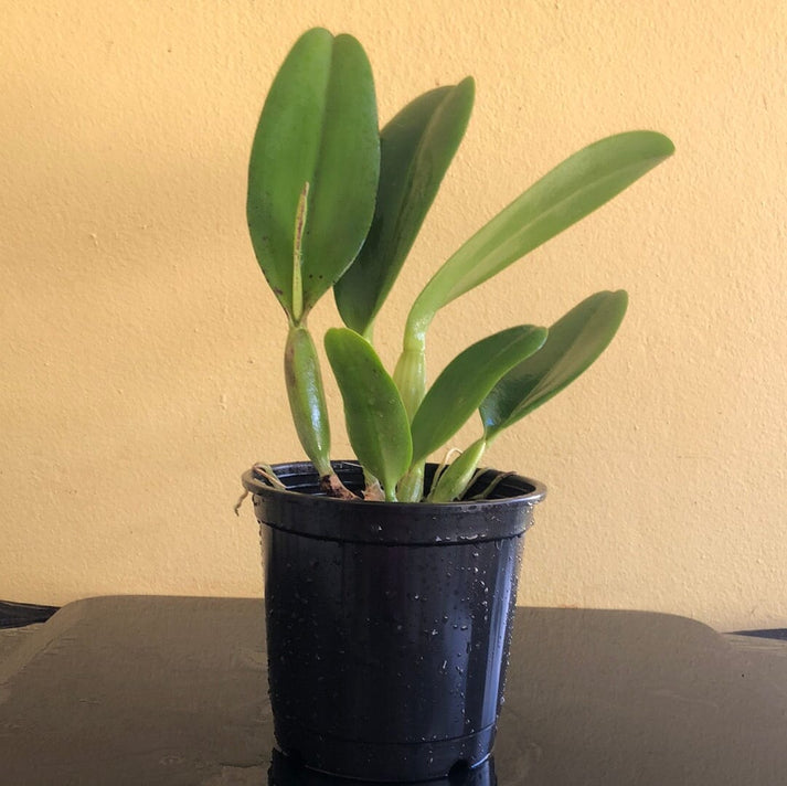 Cattleya Alliance - Lc. Taida Swan 'Polar Bear' – La Foresta Orchids