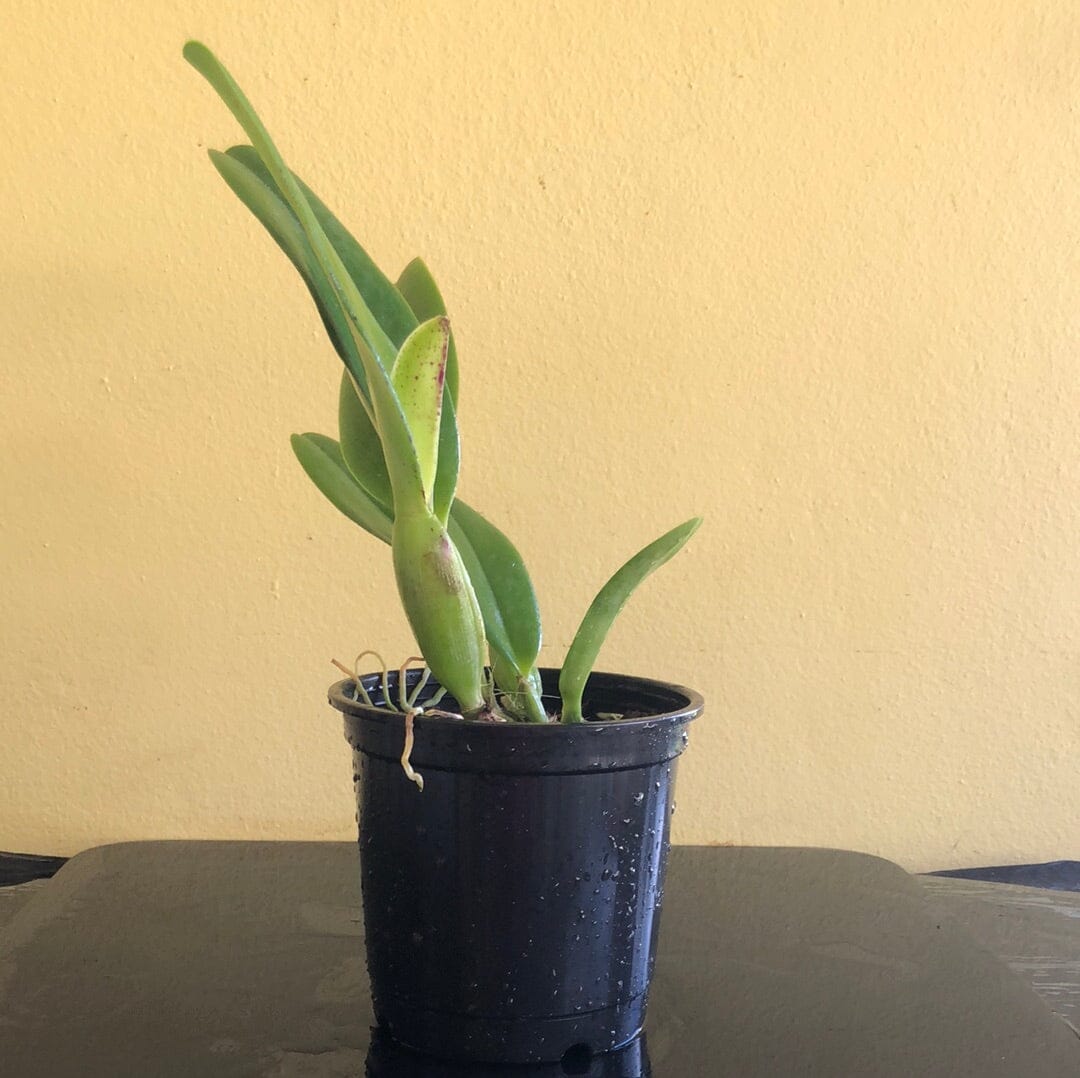 Cattleya Alliance - Lc. Taida Swan 'Polar Bear' – La Foresta Orchids