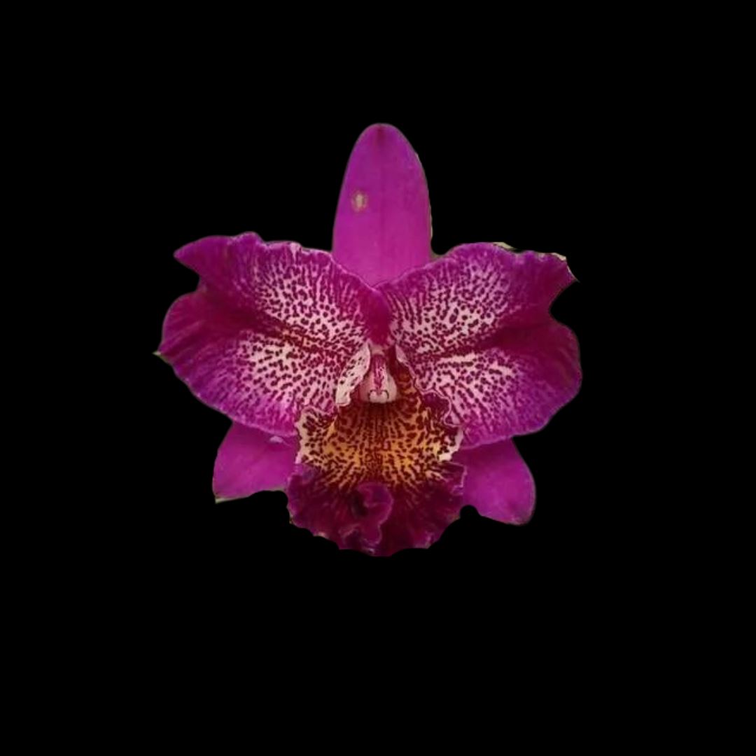 Cattleya Alliance: Meloara Ching Sun Bright Star 'Red Plum' – La ...