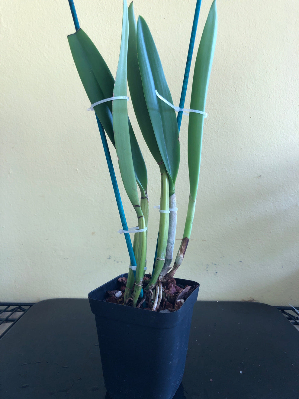 Cattleya Alliance - Recchara Frances Fox – La Foresta Orchids