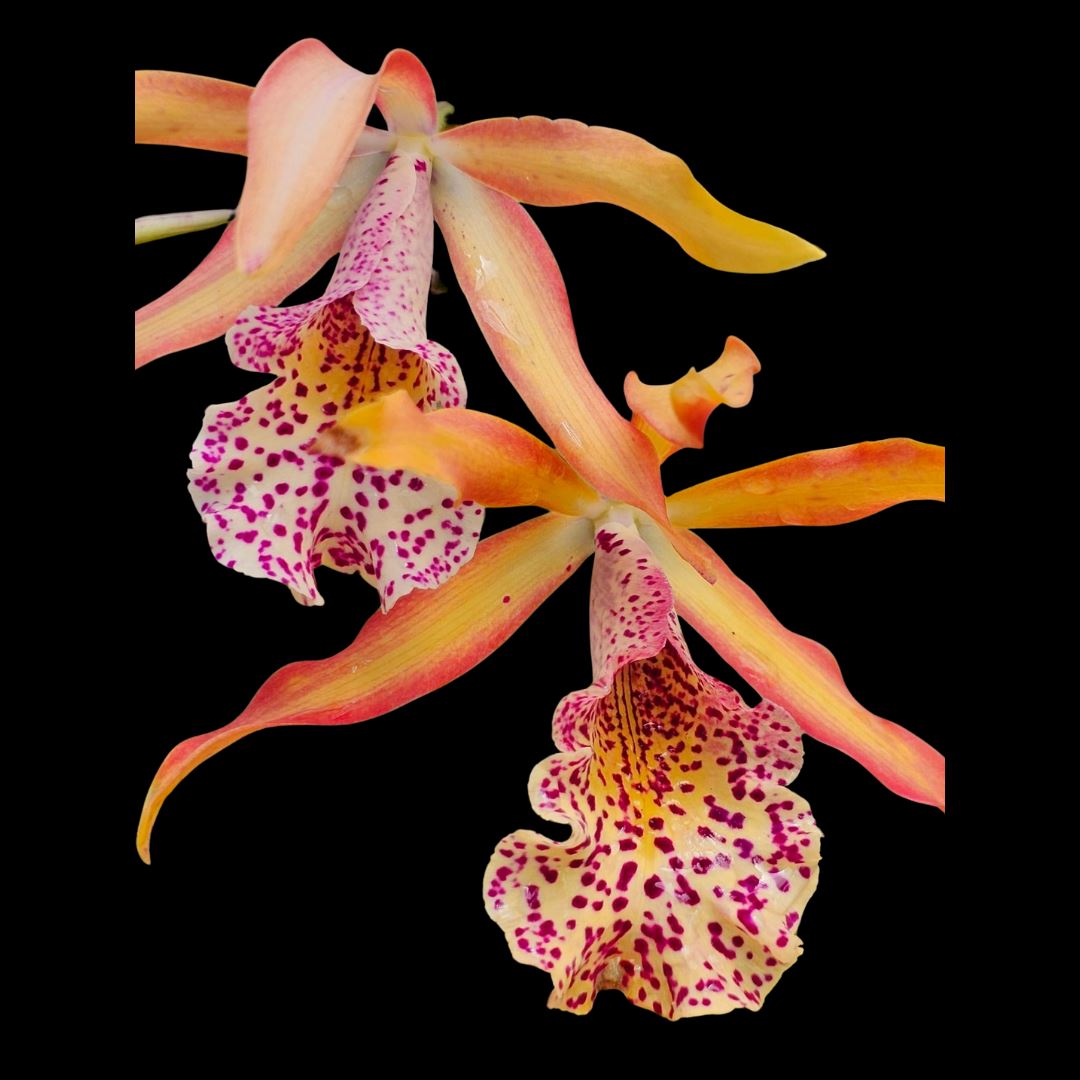 Cattleya Alliance - Recchara Frances Fox – La Foresta Orchids