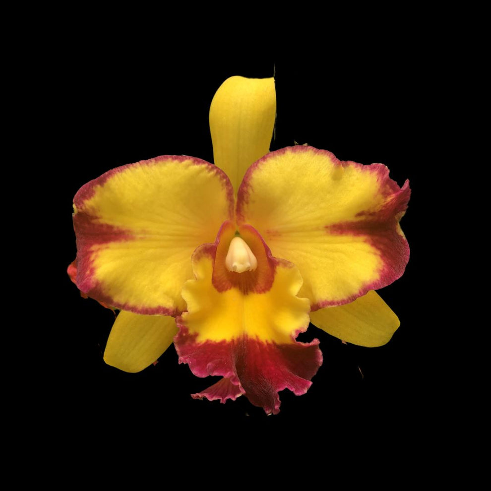 Cattleya Alliance: Rlc. Shang Ding Beauty – La Foresta Orchids