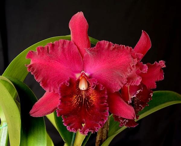 Cattleya Alliance: Rlc. Chia Lin 'Red Sun' – La Foresta Orchids
