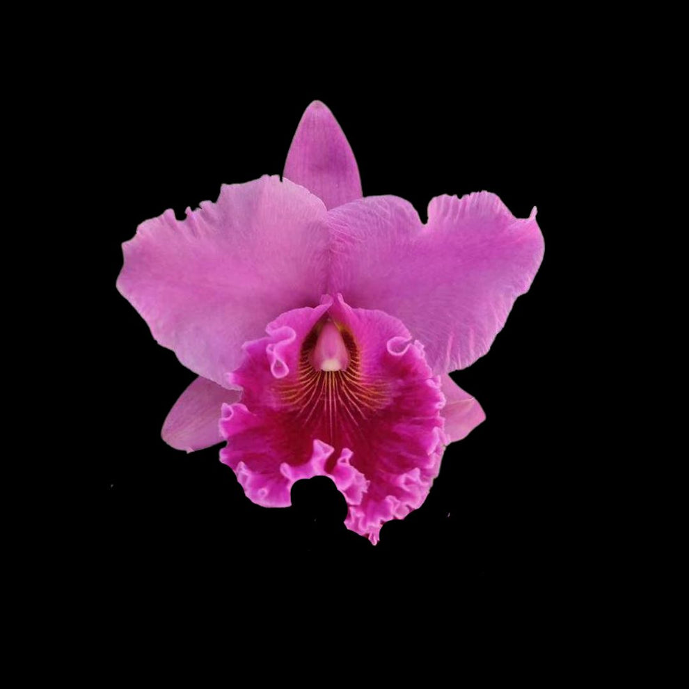 Cattleya Alliance: Rlc. Haruko Kanzaki 'Volcano Queen' – La Foresta Orchids