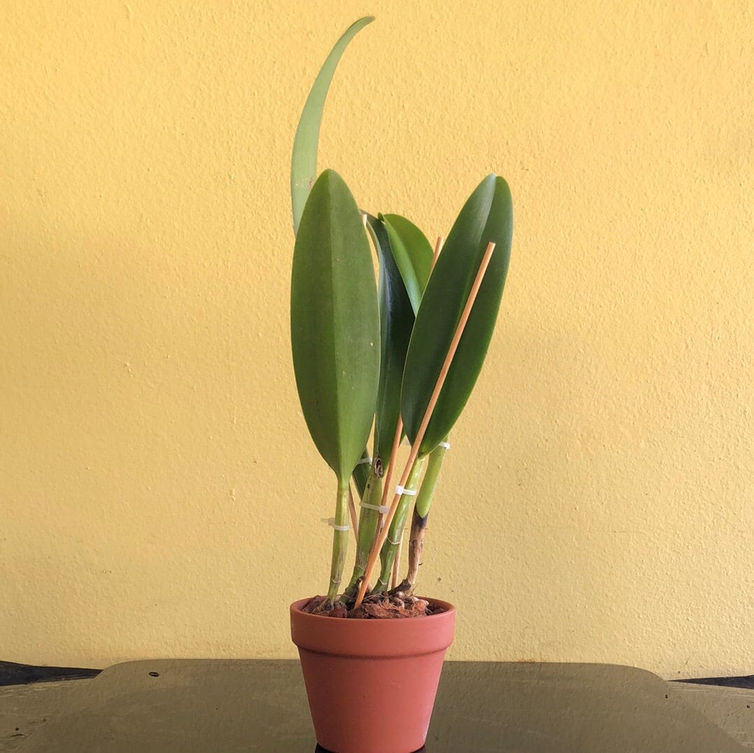 Cattleya Alliance - Rlc. Hey Song 'Tian Mu' – La Foresta Orchids