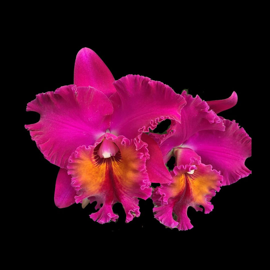 Cattleya Alliance - Classics Cattleyas – La Foresta Orchids