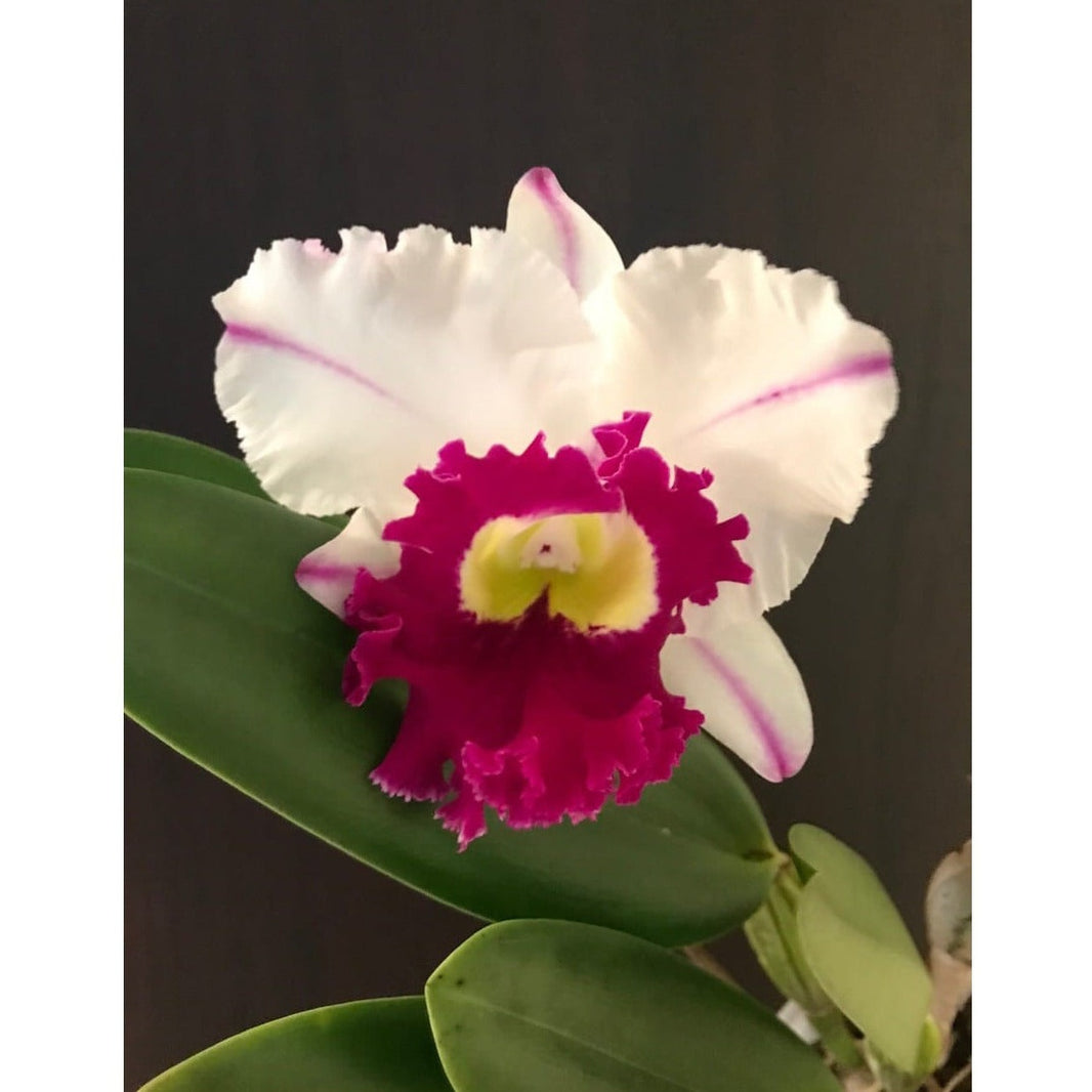 "La Foresta Orchids: Cattleya Orchids Species for Orchid's Collectors"