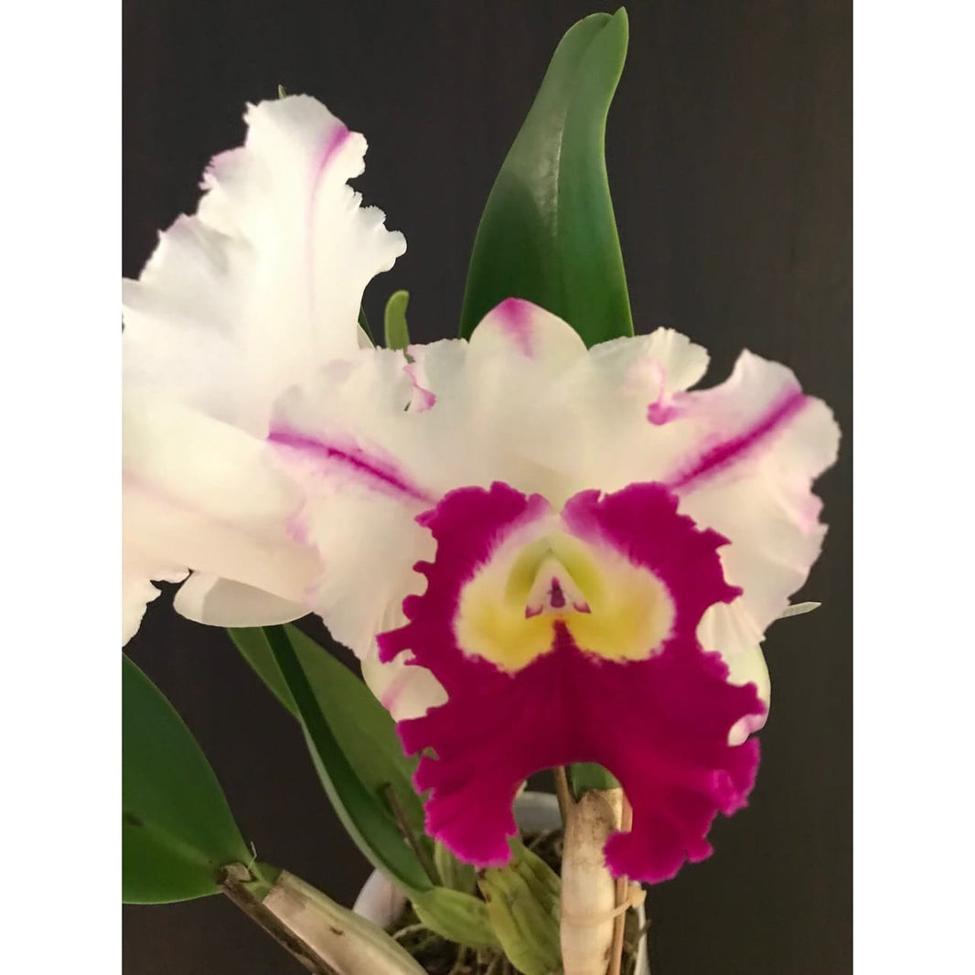 Cattleya Alliance - Classics Cattleyas – La Foresta Orchids