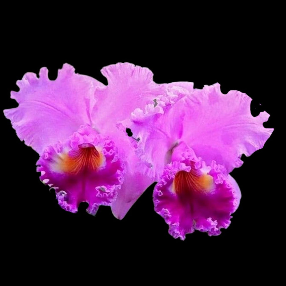 Cattleya Alliance - Rlc. Nana Honda 'Volcano Queen' – La Foresta Orchids