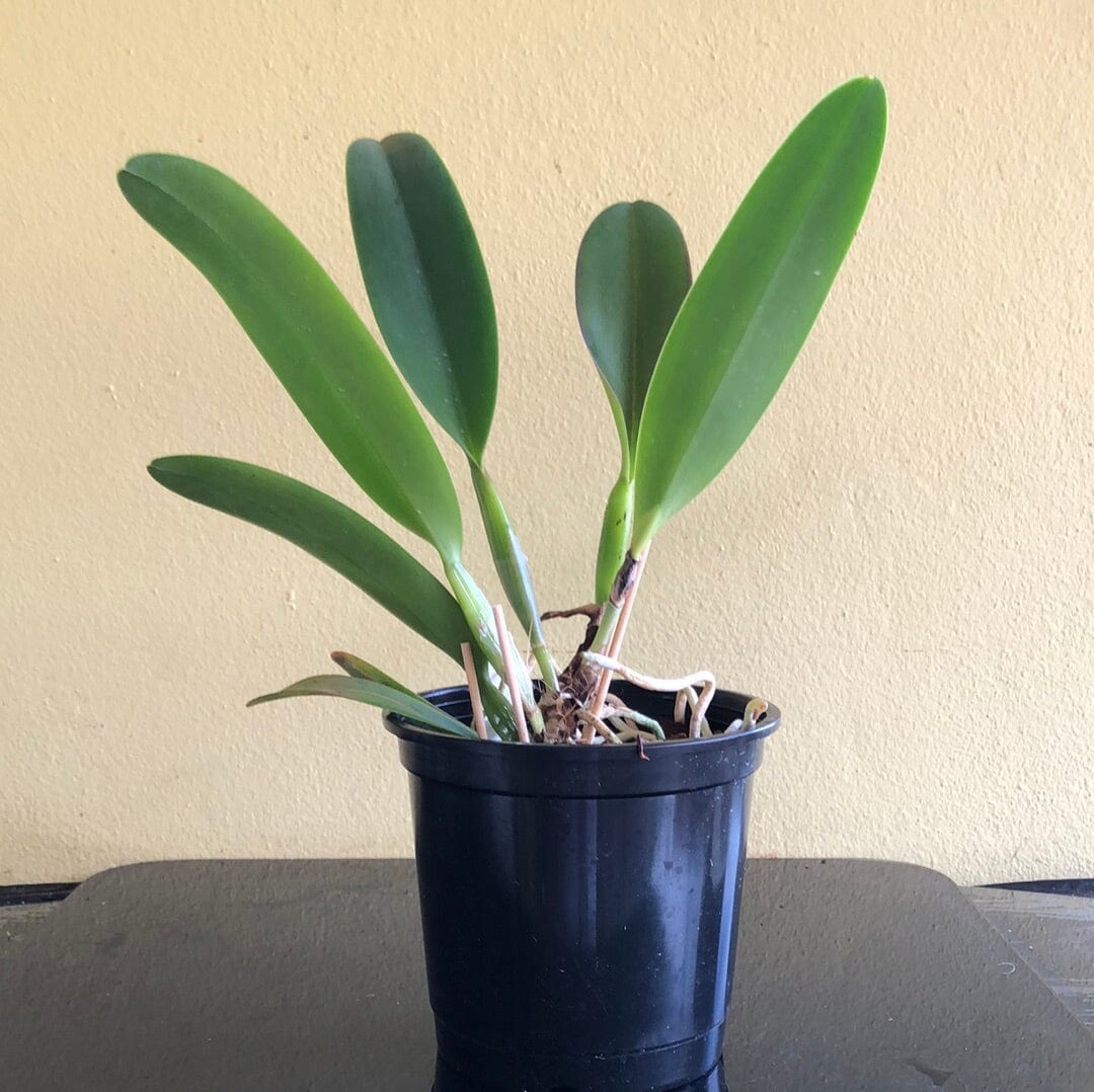 Cattleya Alliance: Rlc. Sachiko Tsugawa 'Volcano Queen' – La Foresta Orchids