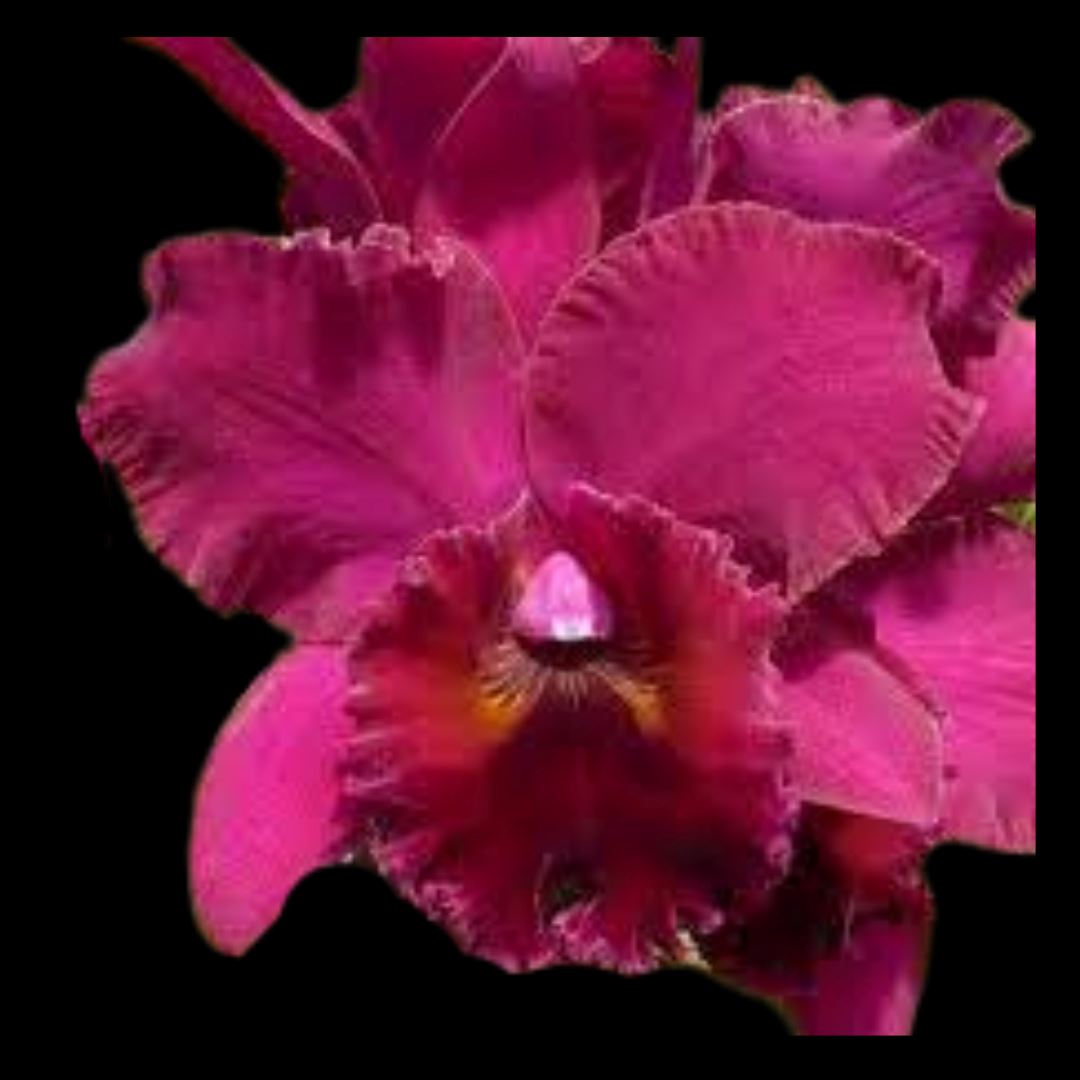 Cattleya Alliance: Rlc. Sachiko Tsugawa 'Volcano Queen' – La Foresta Orchids