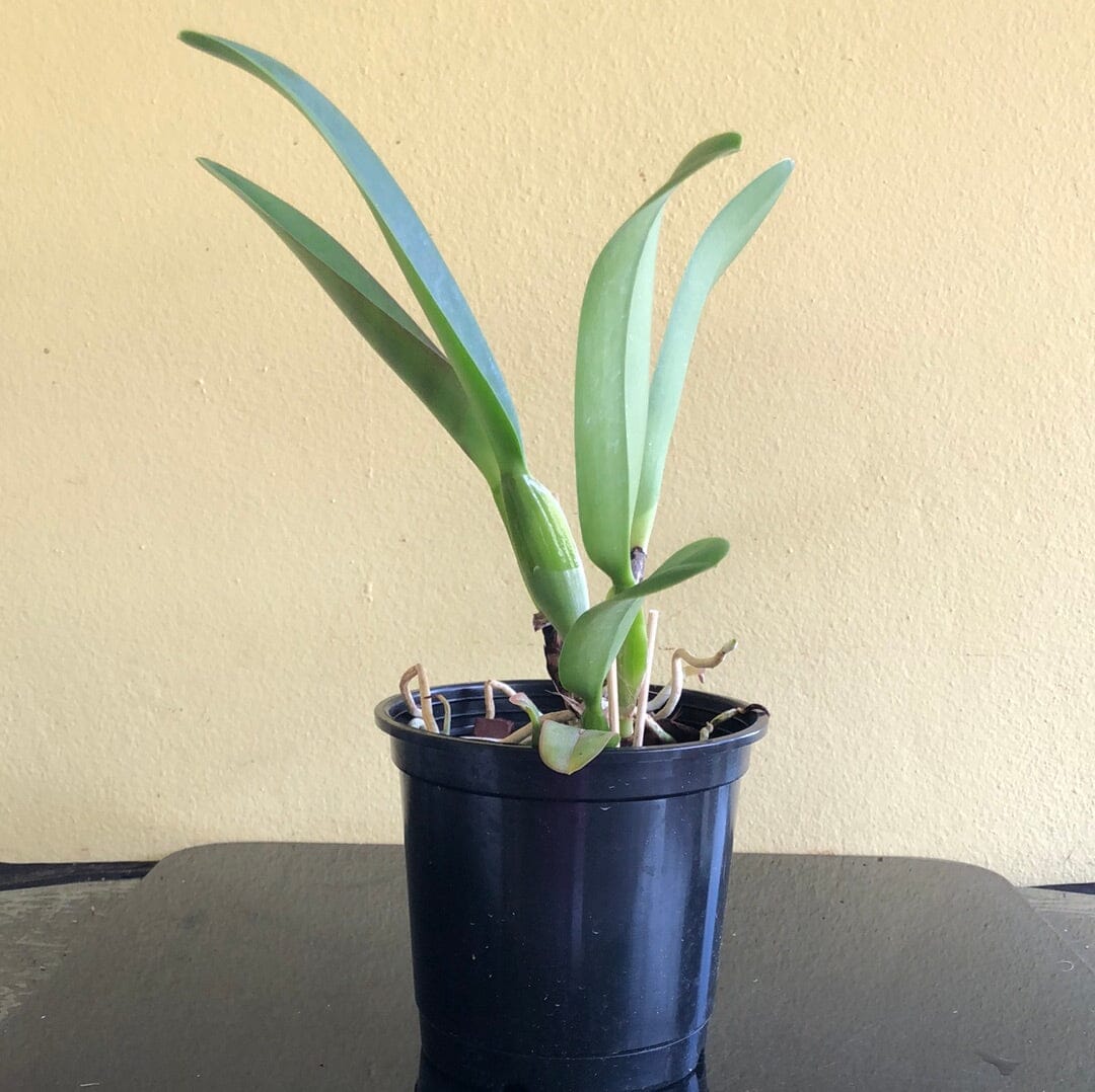 Cattleya Alliance: Rlc. Sachiko Tsugawa 'Volcano Queen' – La Foresta Orchids