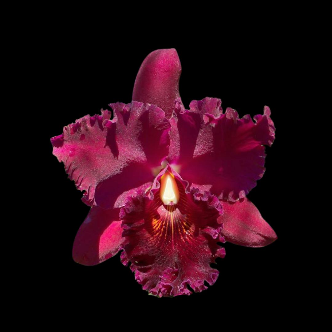 Cattleya Alliance: Rlc. Sachiko Tsugawa 'Volcano Queen' – La Foresta Orchids