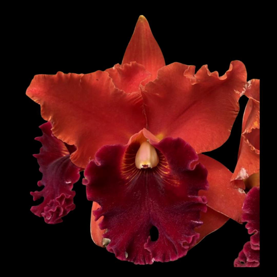 Cattleya Alliance - Rlc. Sharon King 'Volcano Queen' – La Foresta Orchids