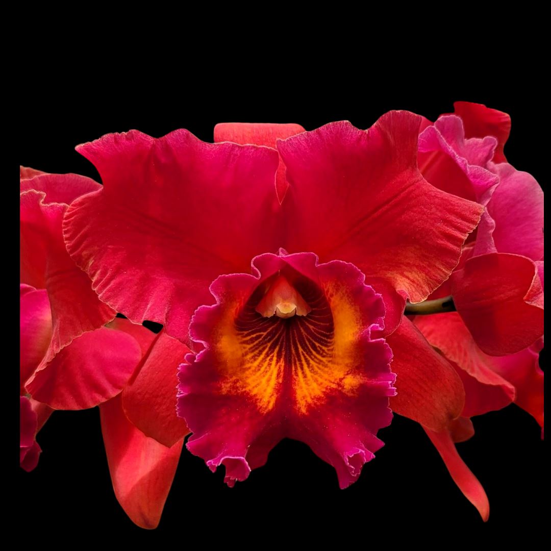 Cattleya Alliance - Rlc. Sharon King 'Volcano Queen' – La Foresta Orchids