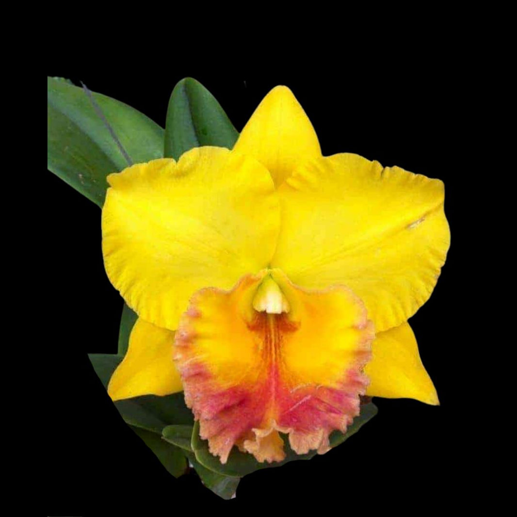 Cattleya Alliance - Classics Cattleyas – La Foresta Orchids