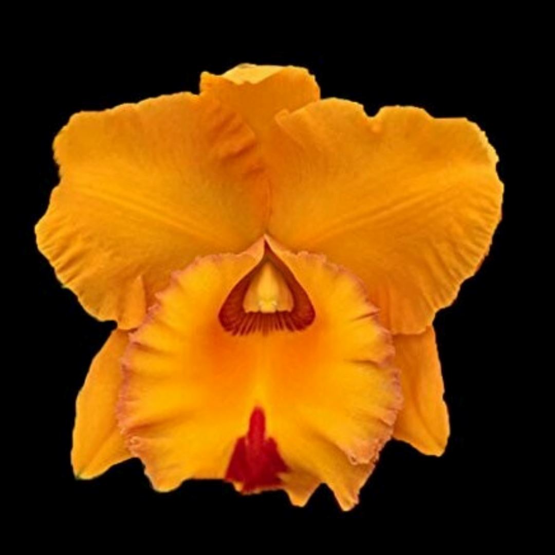 Cattleya Alliance: Rlc. Village Chief Headache 'Golden Baby' – La ...
