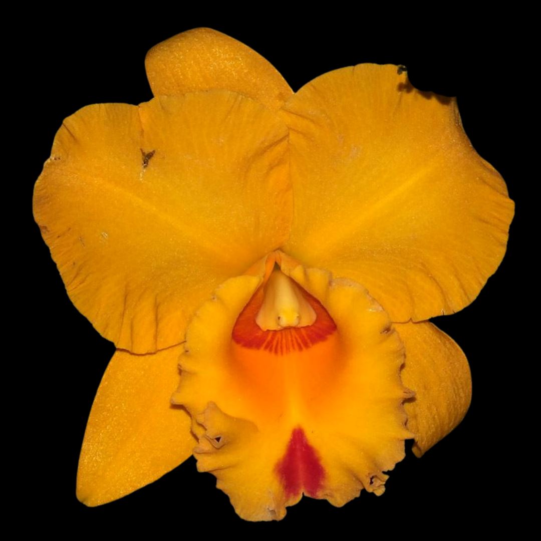 Cattleya Alliance: Rlc. Village Chief Headache 'Golden Baby' – La ...