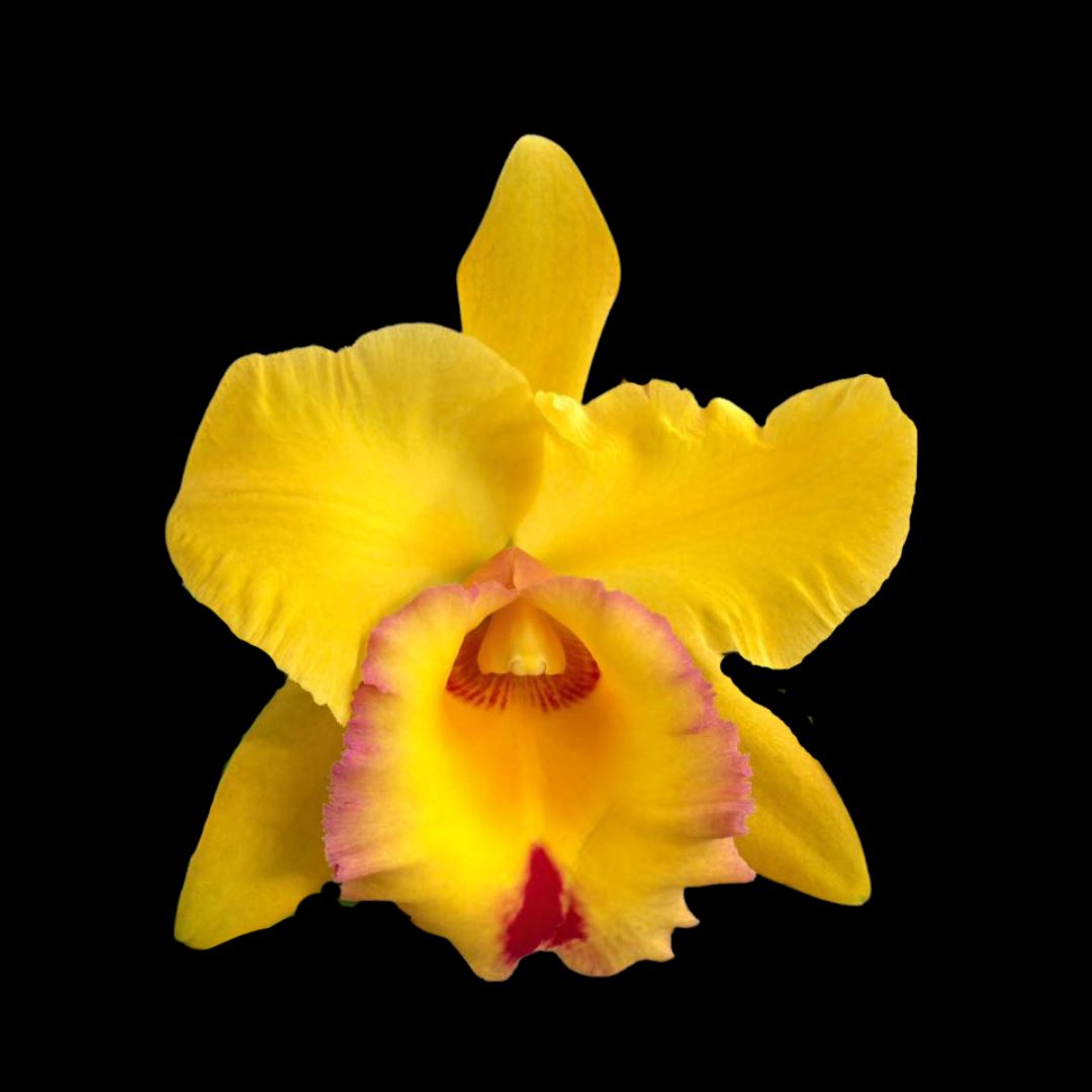 Cattleya Alliance: Rlc. Village Chief Headache 'Golden Baby' – La ...