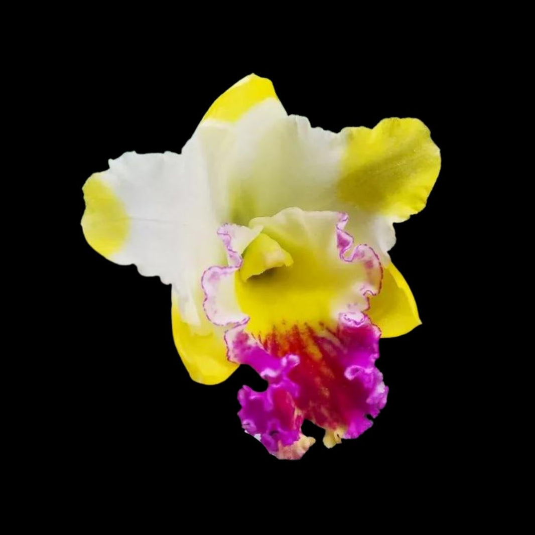 "La Foresta Orchids: Cattleya Orchids Species for Orchid's Collectors"
