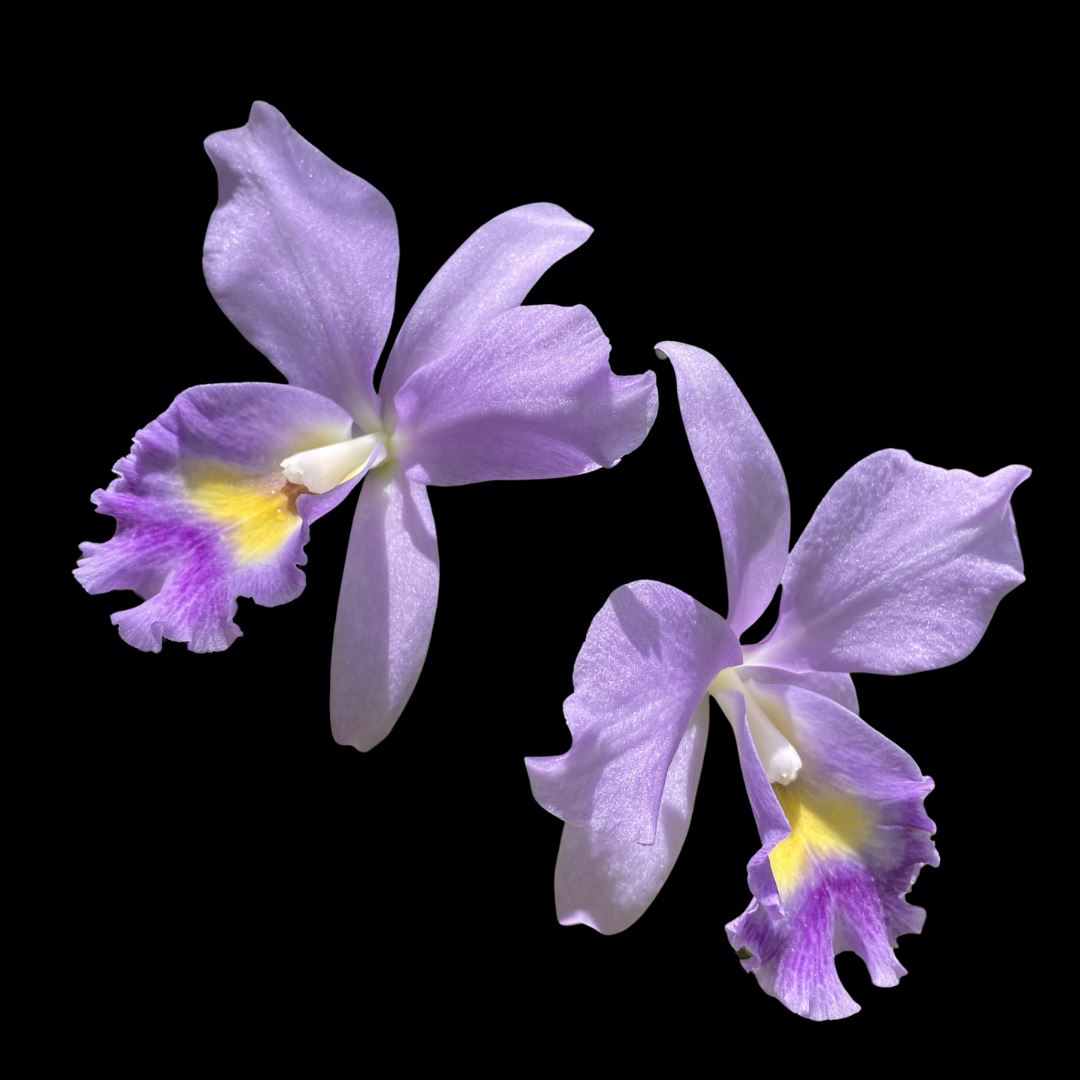 Cattleya Alliance - Rth. Volcano Blue 'Volcano Queen' – La Foresta Orchids