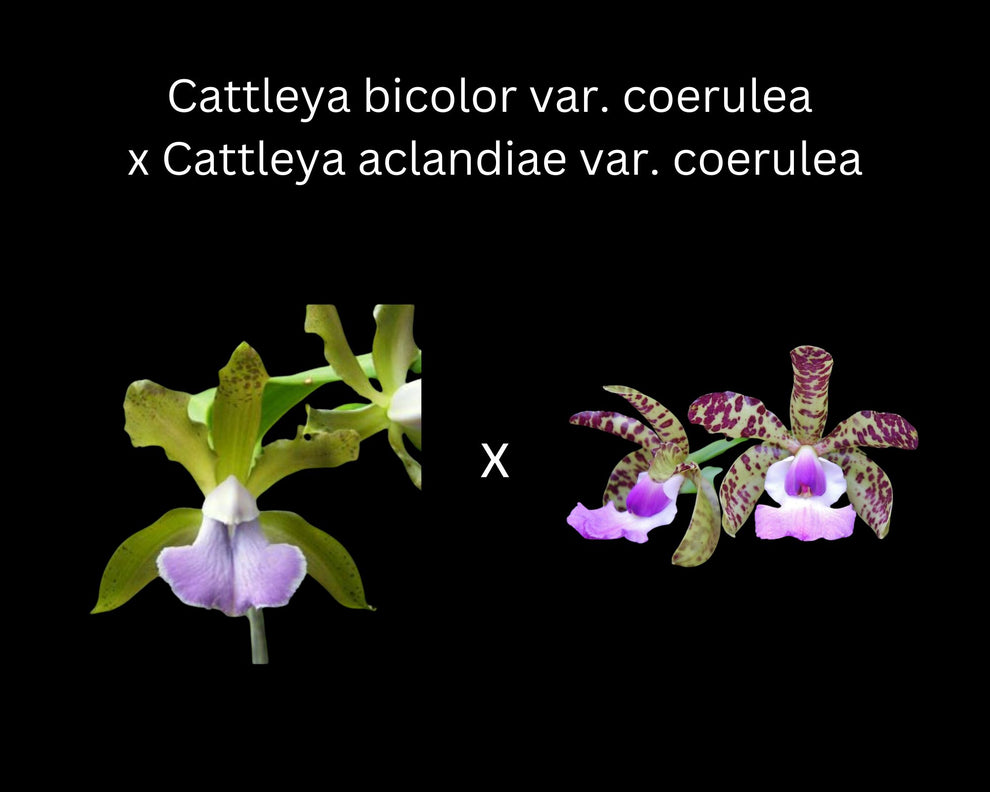 Cattleya bicolor var. coerulea x Cattleya aclandiae var. coerulea – La ...