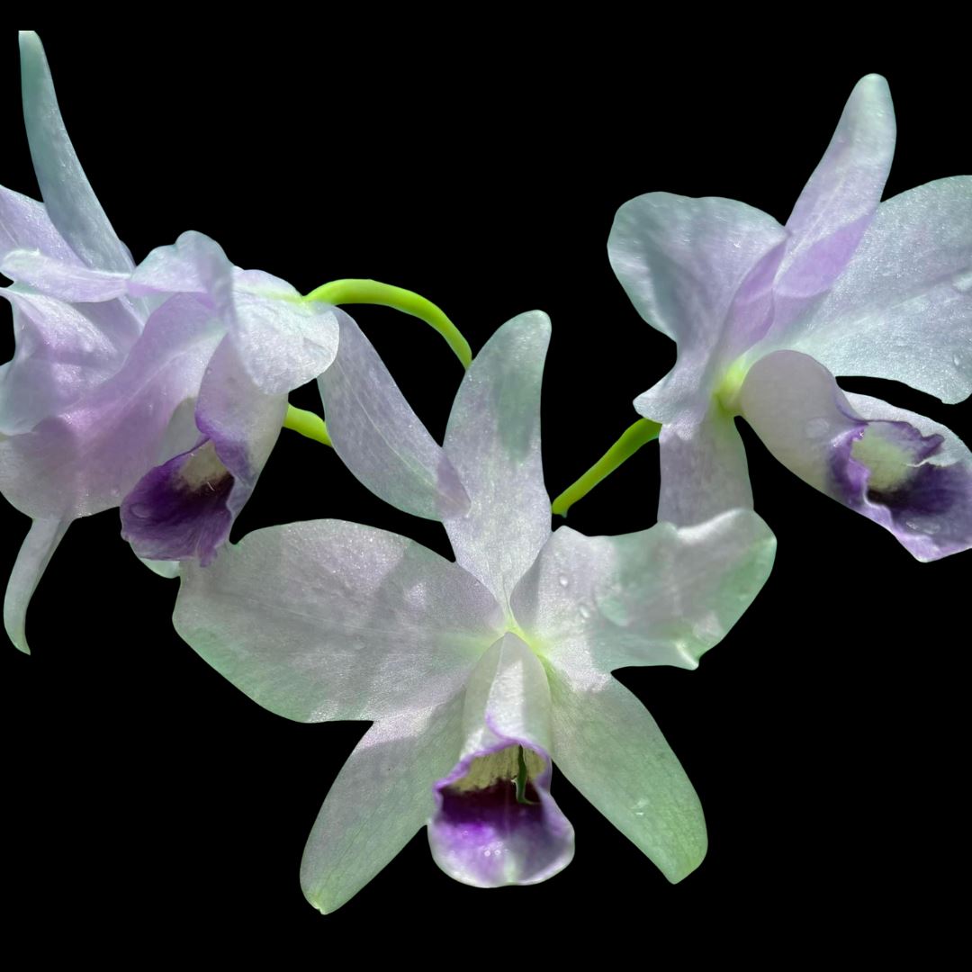 Cattleya bowringiana var. coerulea – La Foresta Orchids