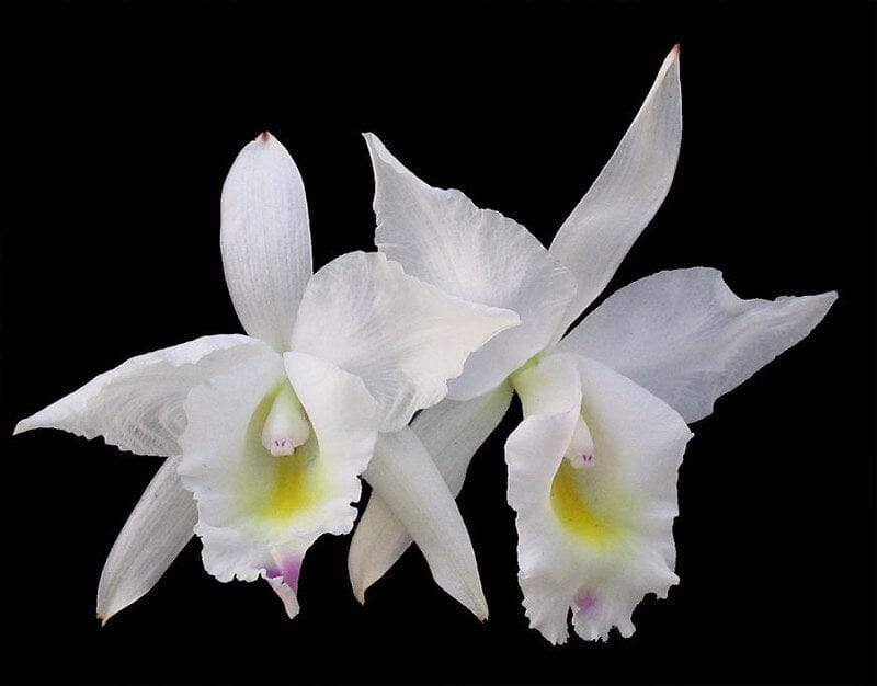 Cattleya candida 'Tsubota Splash' x Laelia anceps 'Bull's Var' – La ...