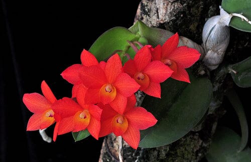 Cattleya Specialty - Rare, Unique & Hard to Find Species – Page 2 – La ...