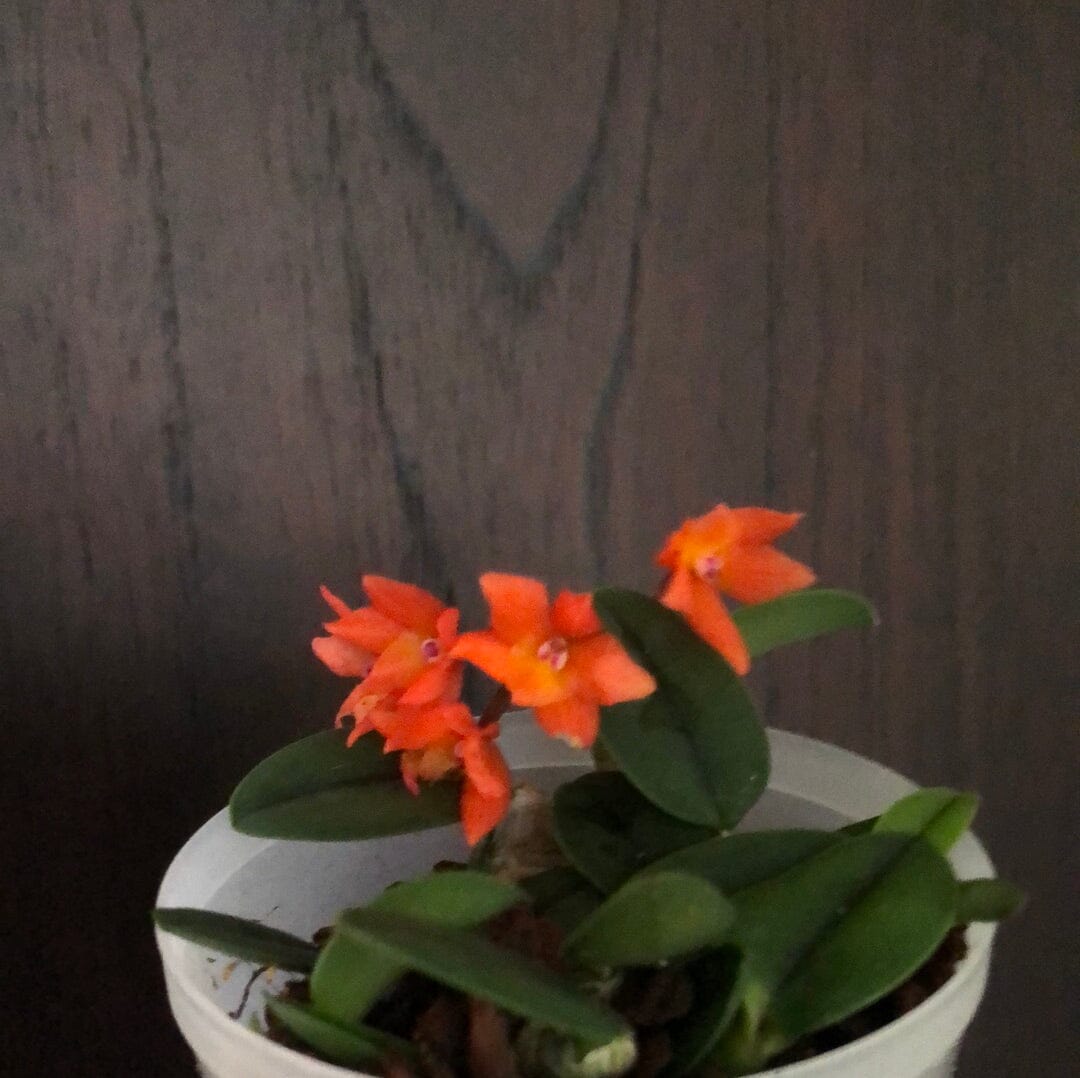 Cattleya cernua ‘Exotic’ – La Foresta Orchids