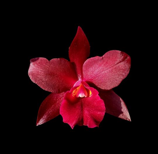 Cattleya Chocolate Drop x Cattleya Mae Hawkins - Cattlianthe Tutankame ...
