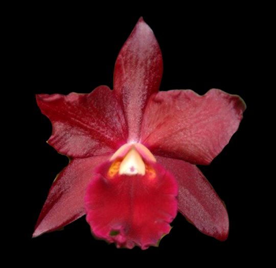 Cattleya Chocolate Drop x Cattleya Mae Hawkins - Cattlianthe Tutankame ...