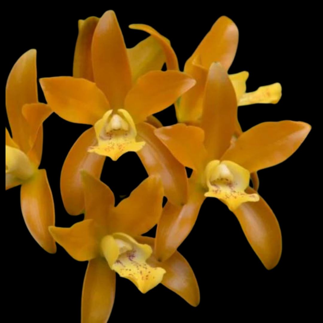 Cattleya Chocolate Drop 'Yellow Chiffon' – La Foresta Orchids
