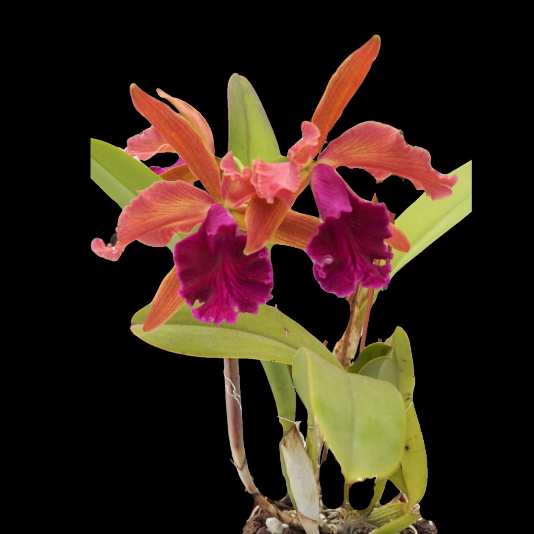 Cattleya dowiana var. aurea x Cattleya tenebrosa var. aurea 4N – La ...