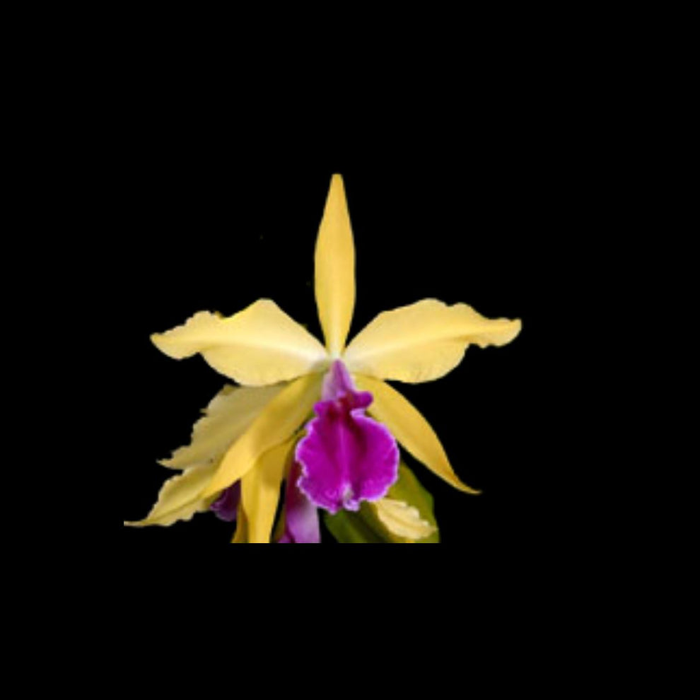 Cattleya dowiana var. aurea x Cattleya tenebrosa var. aurea 4N – La ...