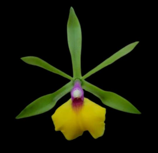 Cattleya Epicattleya René Marqués × Rhyncholaelia digbyana – La Foresta ...