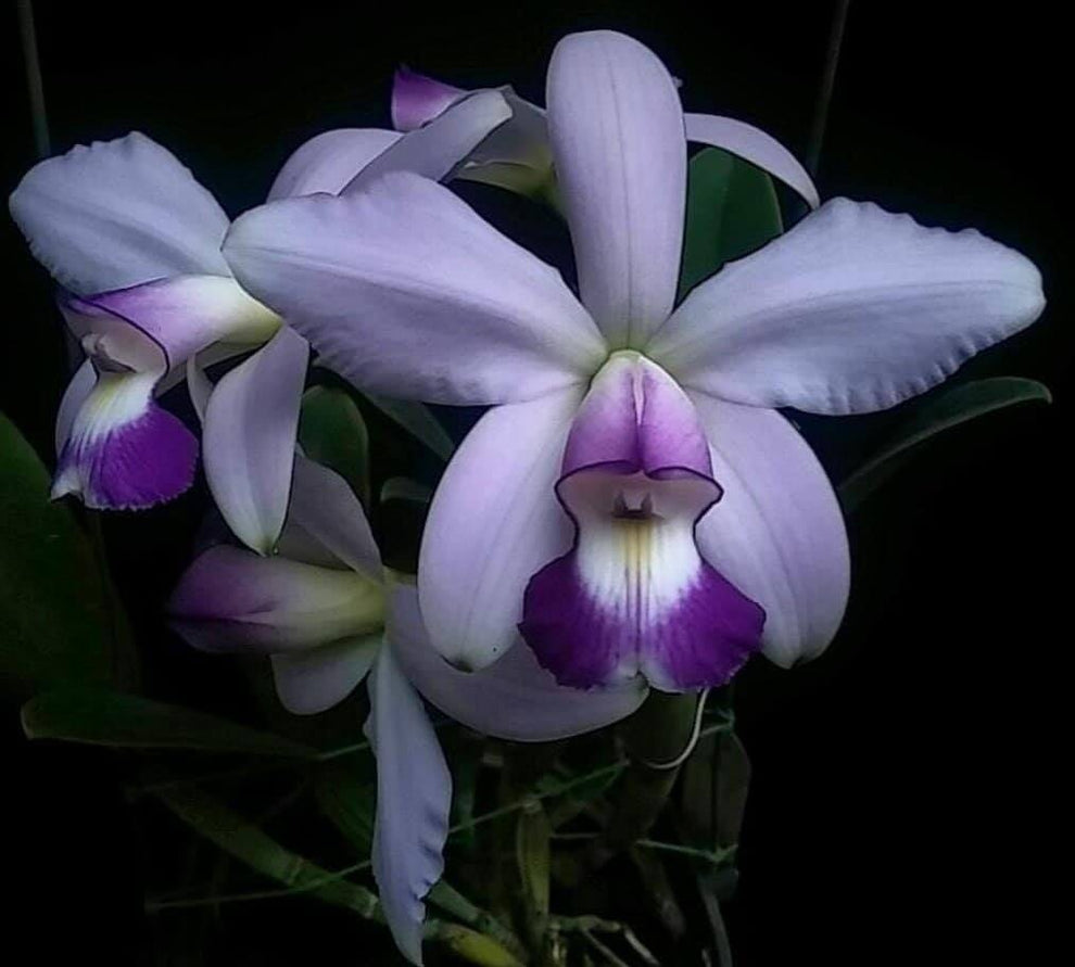 Cattleya Eximia var. coerulea x Cattleya violacea var. coerulea – La ...