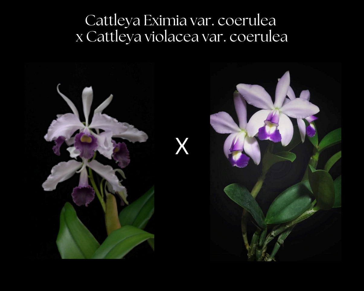 Cattleya Eximia var. coerulea x Cattleya violacea var. coerulea – La ...