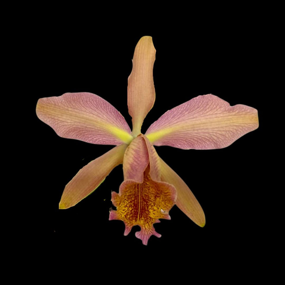 Cattleya forbesii var. aurea x Cattleya dowiana var. aurea – La Foresta ...